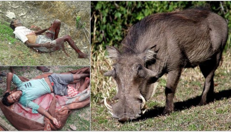Wild Pig attacks men in Barak Valley; 1 dead, 1 critical - Barak Bulletin