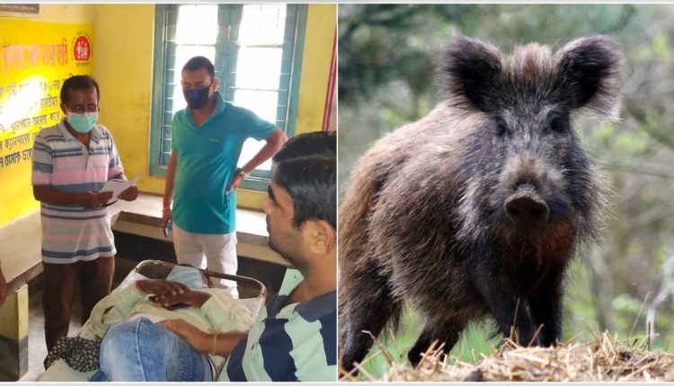Another wild pig attack in Barak Valley; 3 injured - Barak Bulletin