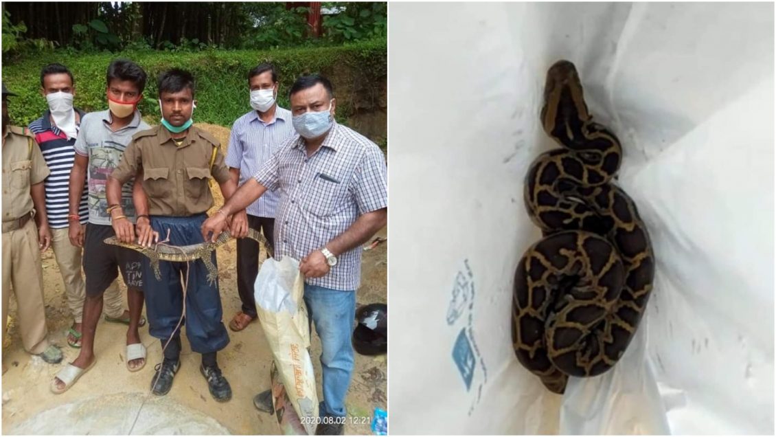 Cachar Forest Division rescue and release a Bengal Monitor Lizard ...