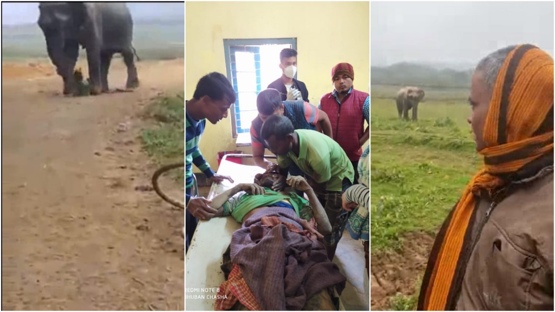 Elephant Attack Human