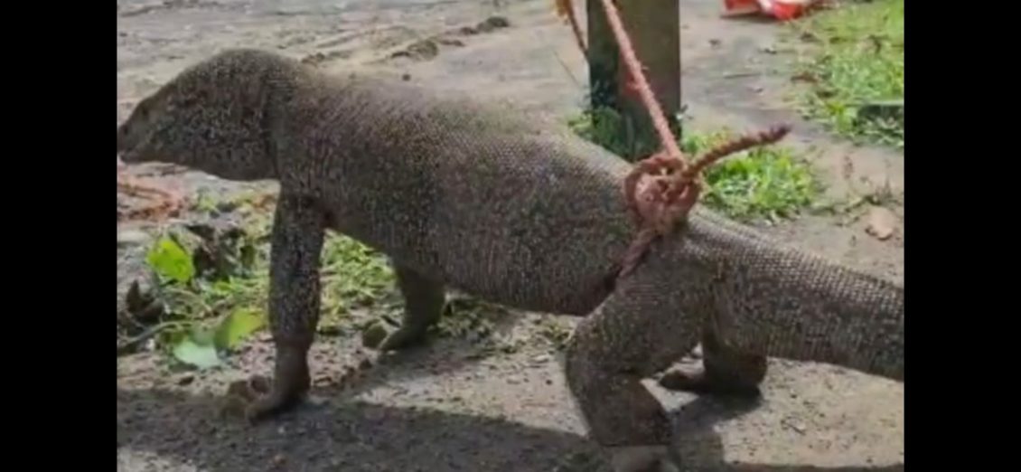 Forest dept. in slumber as locals capture Bengal Monitor Lizard in ...
