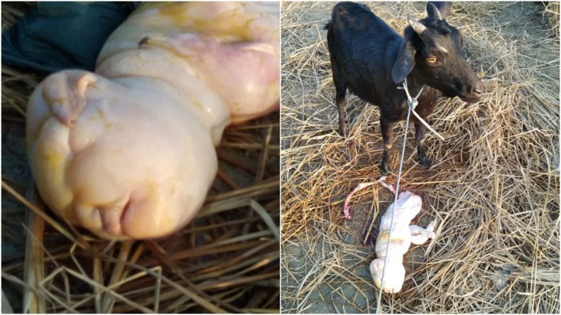 Goat gives birth to a humanoid kid in Cachar; people baffled, it’s a ...