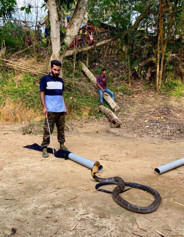 Over 255 snakes including 13 King Cobras; Story of Assam University's ...