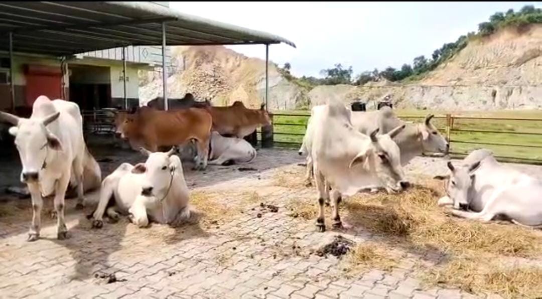 18 Burmese cows recovered while being smuggled, Cachar Police arrests ...