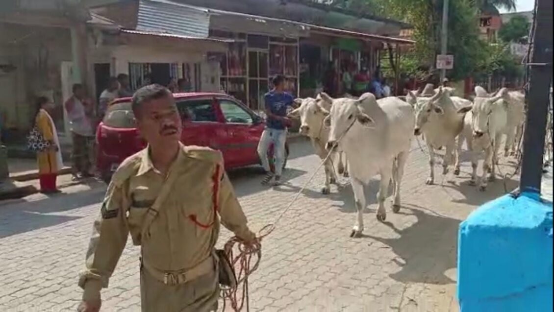 17 Burmese cows seized in police campaign against illegal cattle ...