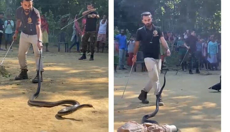 12.5-foot King Cobra Rescued in Srikona: Conservation Enthusiast Trikal ...