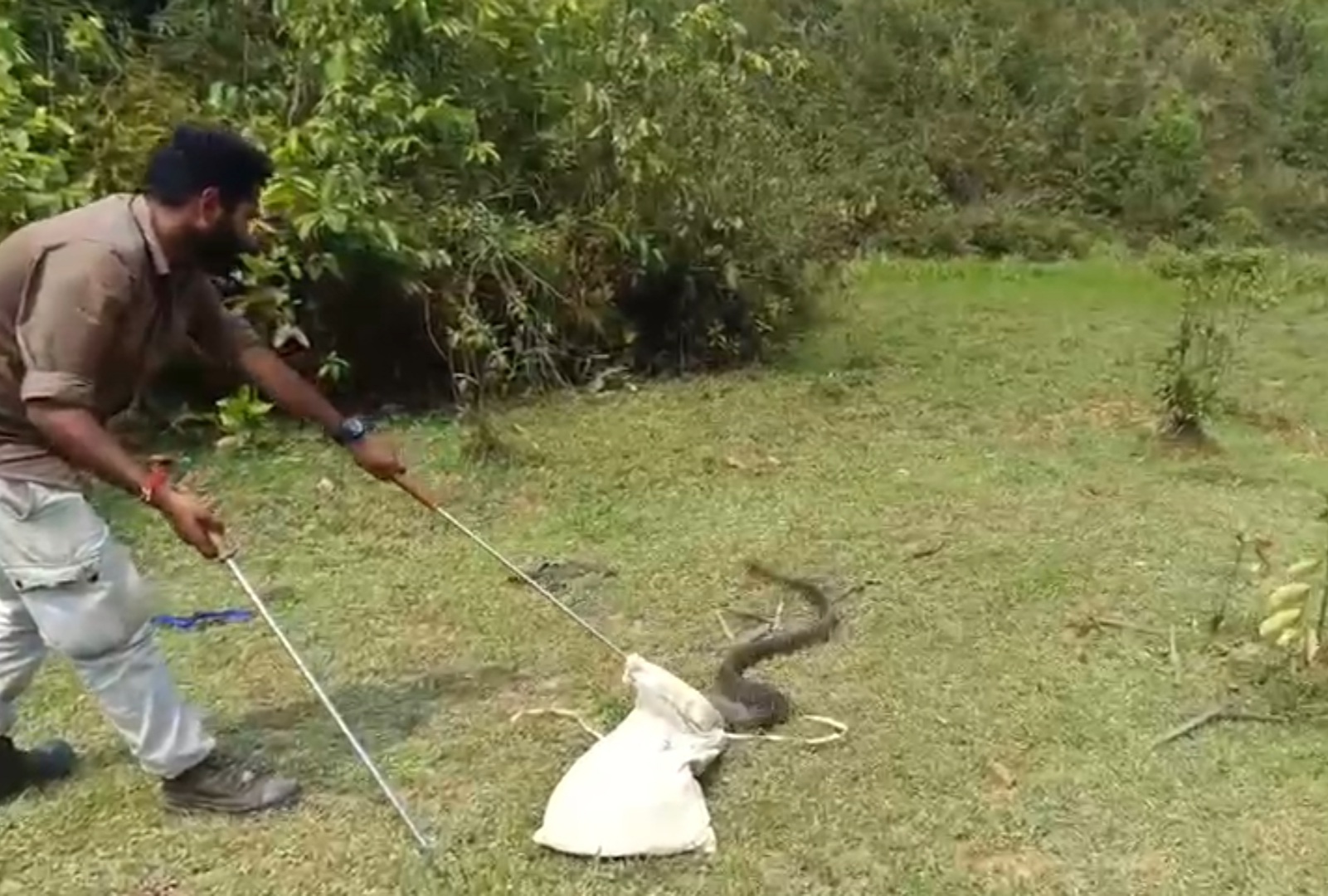 12-ft King Cobra rescued from Silchar, Trikal Chakraborty calls it ...