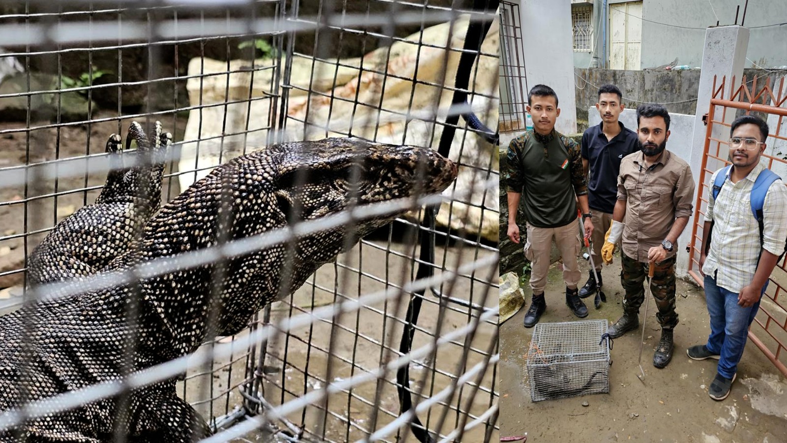Renowned for rescuing King Cobra, Trikal Chakraborty saves Monitor ...