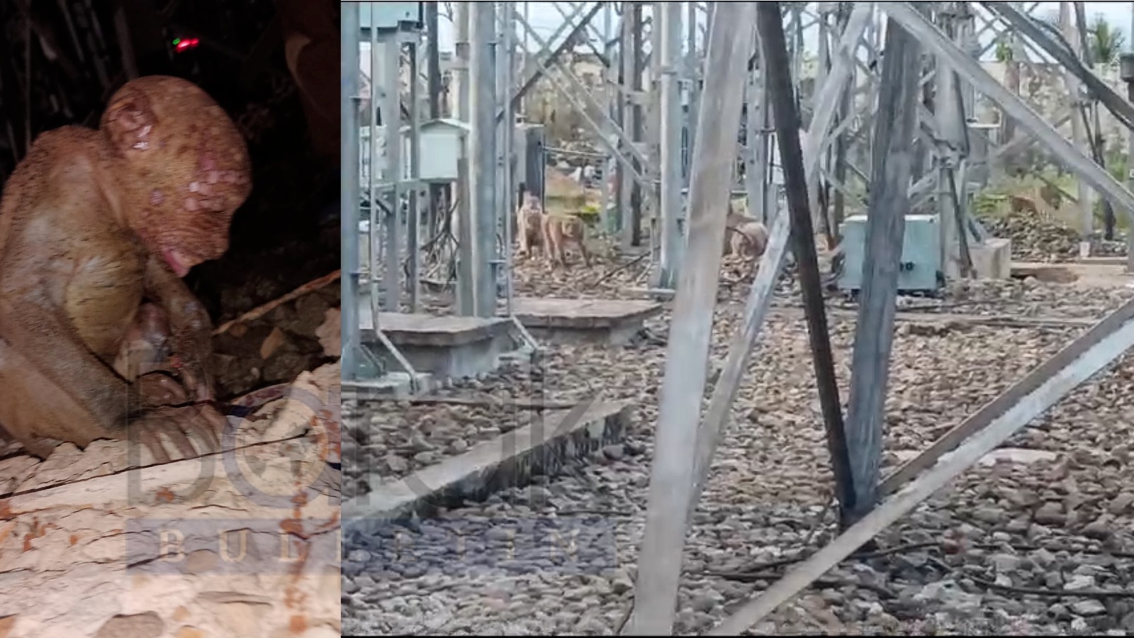 Monkey Attack Causes Power Outage, 300 Villages in Katigorah undergoes ...