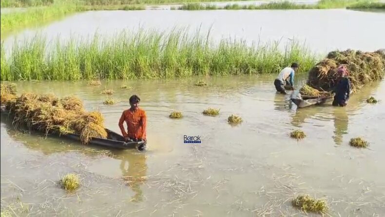 Thousands of hectares of paddy filed submerged under water, Kalain and ...