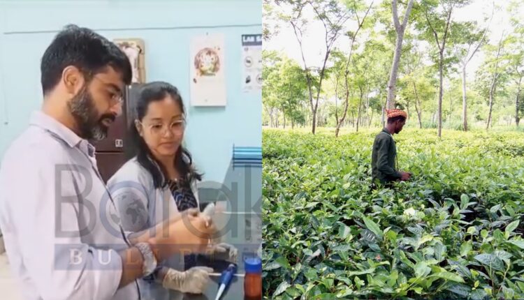 AUS Prof Piyush Pandey’s team discovers new fungal infection in tea ...