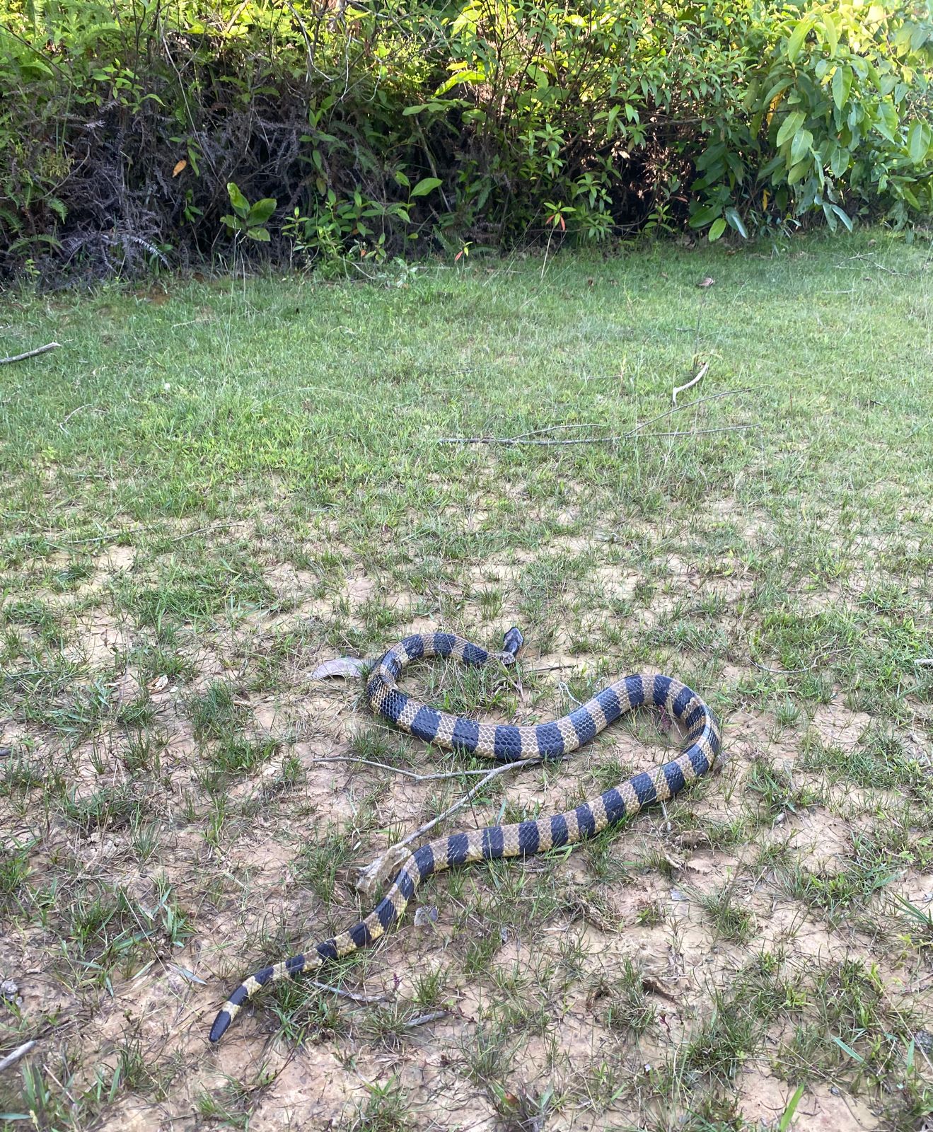 Cachar Witnesses The Longest Banded Krait Rescue at Palanghat: Trikal ...